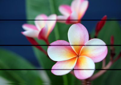 Troubleshooting print-quality issues - HP DesignJet XL 3800 ...